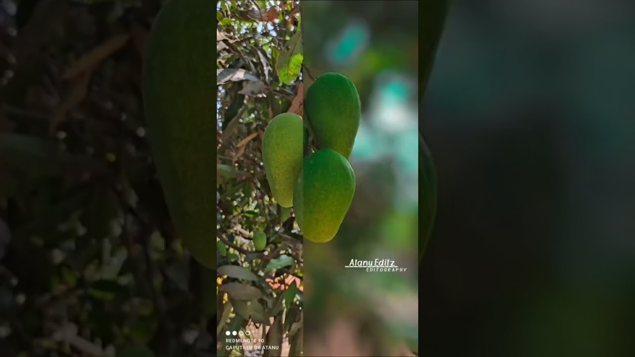 Before and after Edit 🥭🎥।।Mango Image ।।