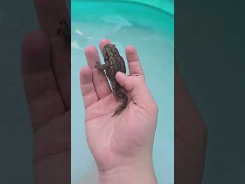 What happens when a toad enters a pool?