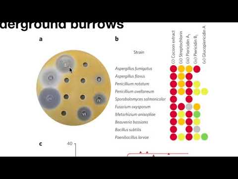 Positive Microbial Interactions - Host microbe interactions non-human