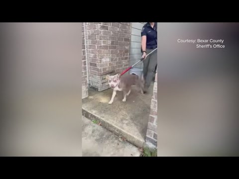 Woman arrested after her pit bull attacks 43-year-old man, leaving him hospitalized