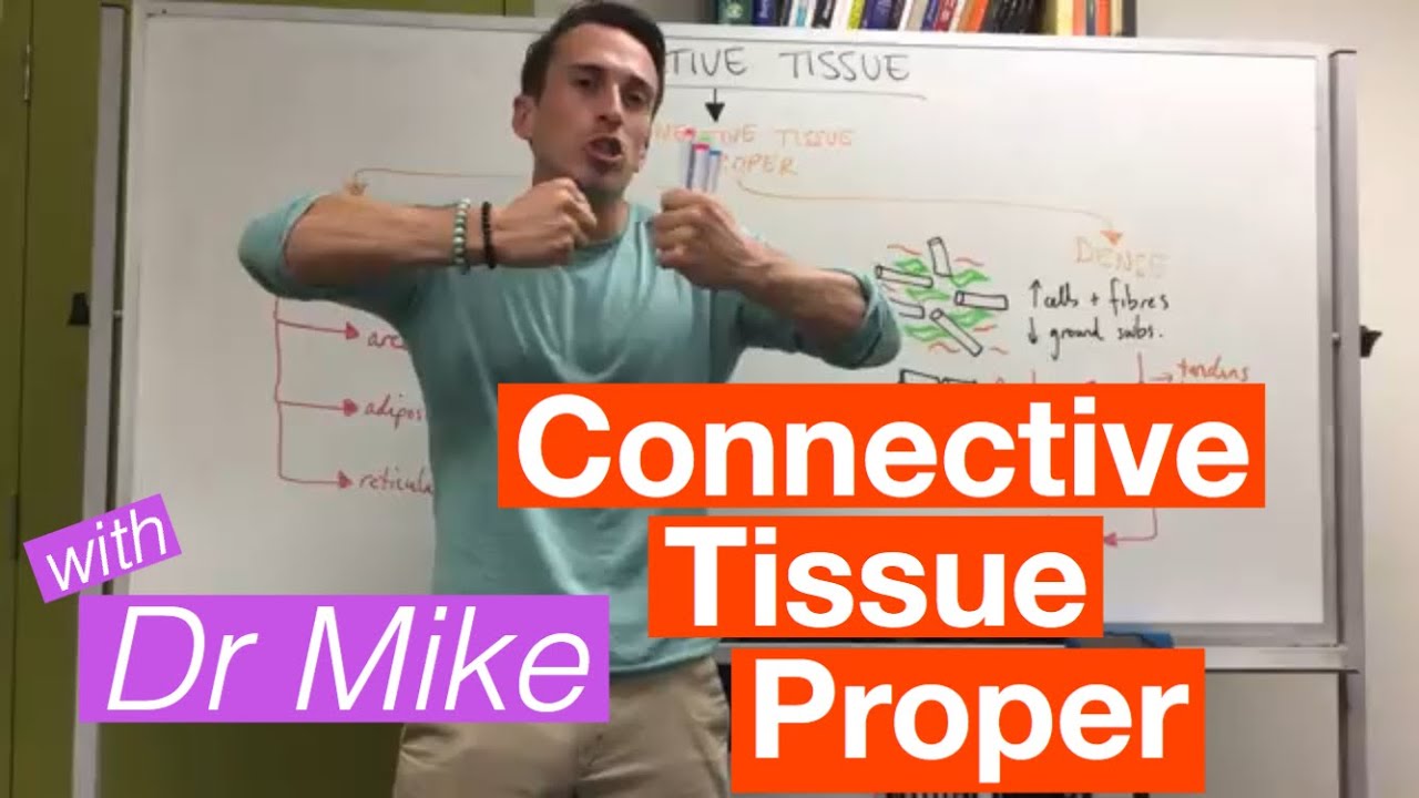 Connective Tissue Proper