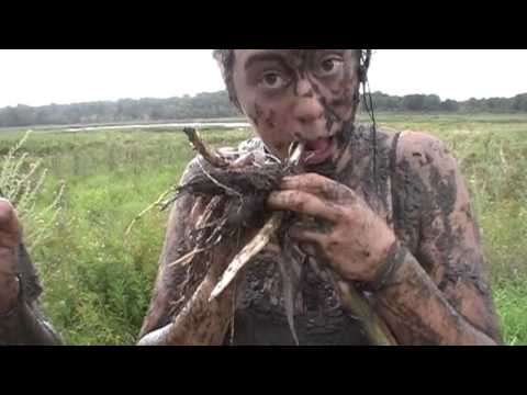 Wild Foraging Plant Food - Swamp Romp for Cattails