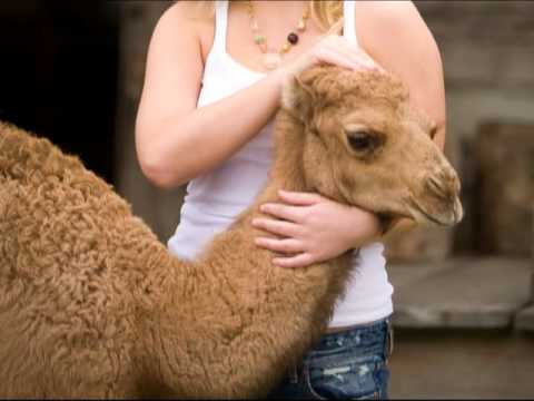 Shops of Alamo - Tennessee Safari Park