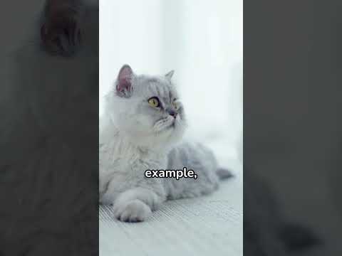 Semantics: The Meaning Behind Words and Sentences