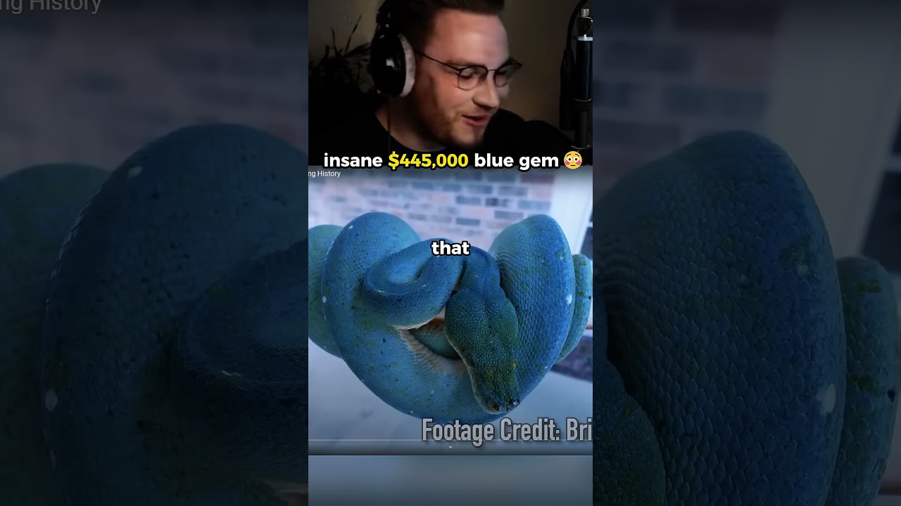 this snake costs $445,000 😳