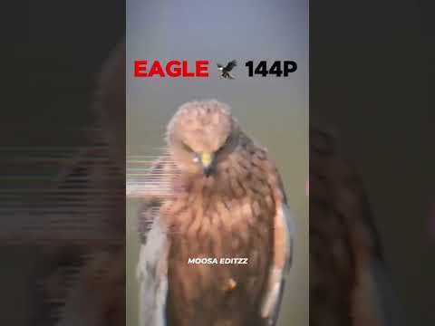 Eagle In 144pp V\S 20124 #attitude