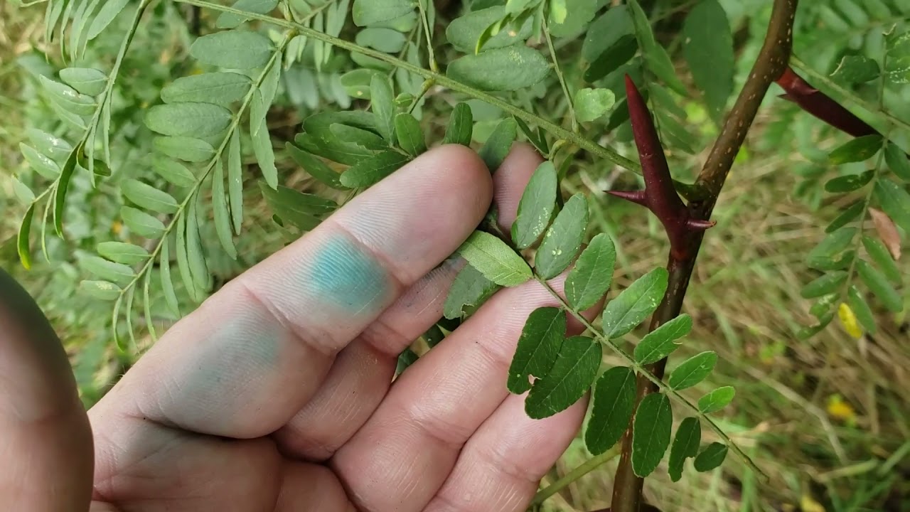 ID That Tree: Honey Locust