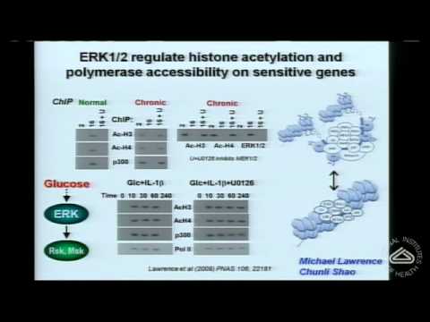 Beta Cell ERKonomics. Functions of ERK1/2 in Pancreatic Beta Cells