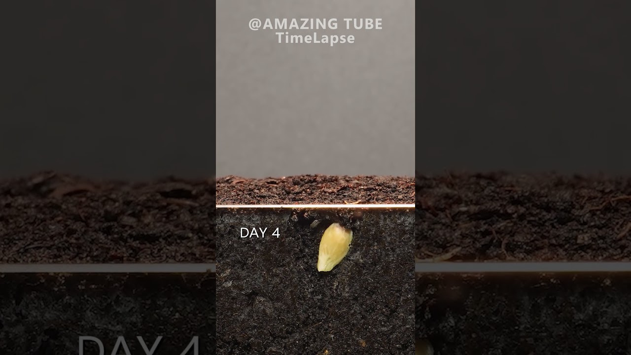 Growing Orange Tree from seed #timelapse #plants