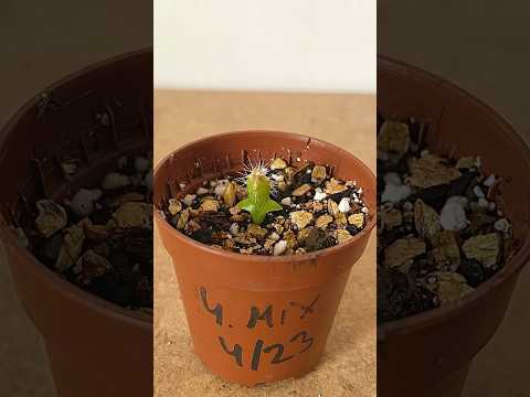 Growing Cactus From Seeds | Cactus Time Lapse Growth | From Seed Cactus Collection tour 2023