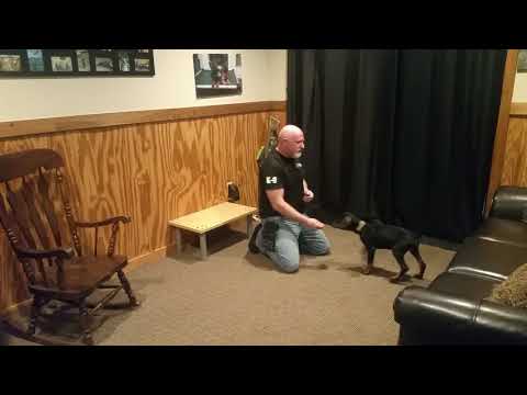 Rae von Prufenuden 12 Wks Early Obedience Training & Development