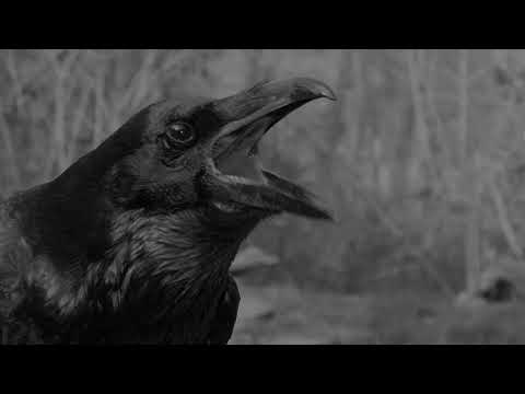 Using the `runit` init system - Tutorials & Resources - It's FOSS Community