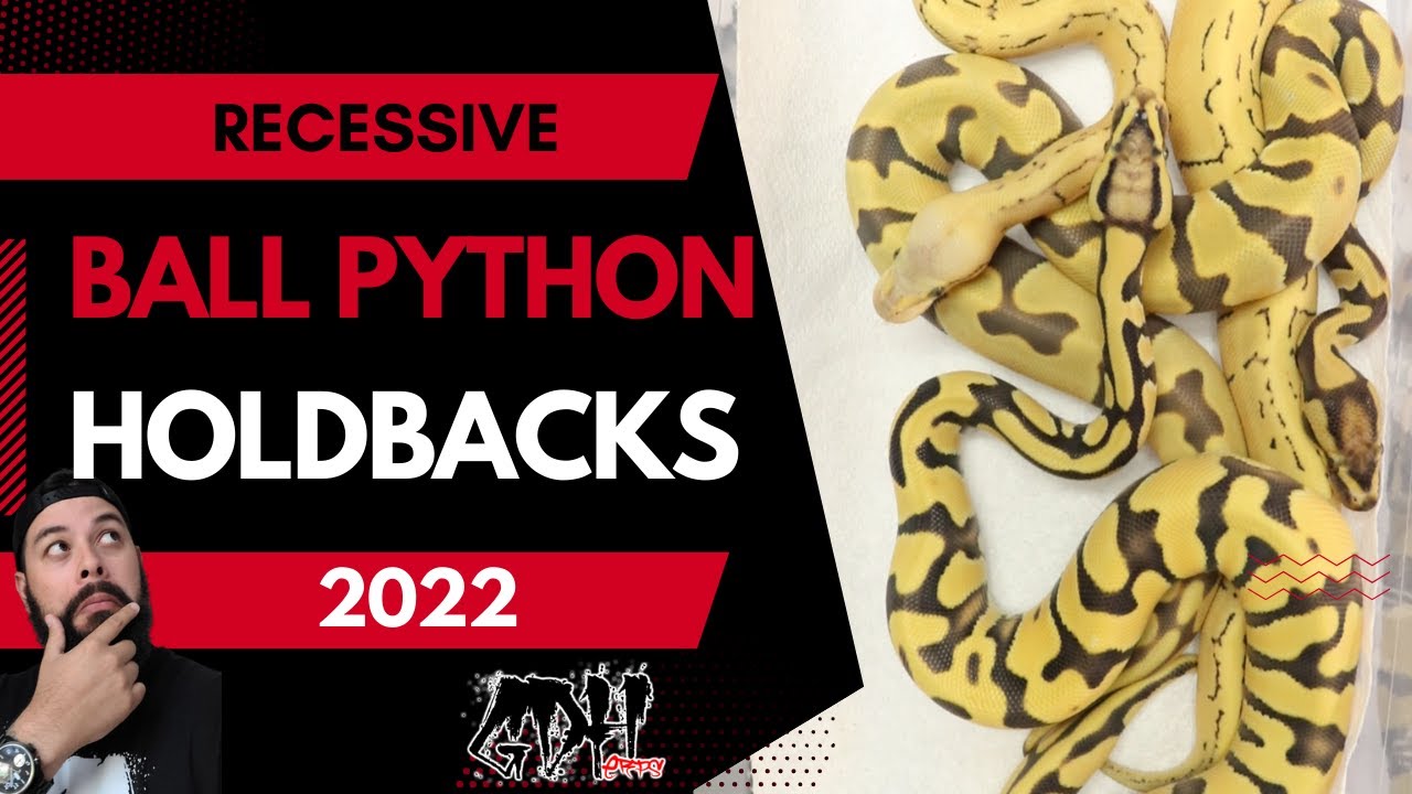 MY 2022 BALL PYTHON HOLDBACKS PT.2 RECESSIVES!
