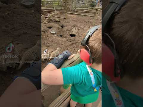 We've Found A Love For Meerkats