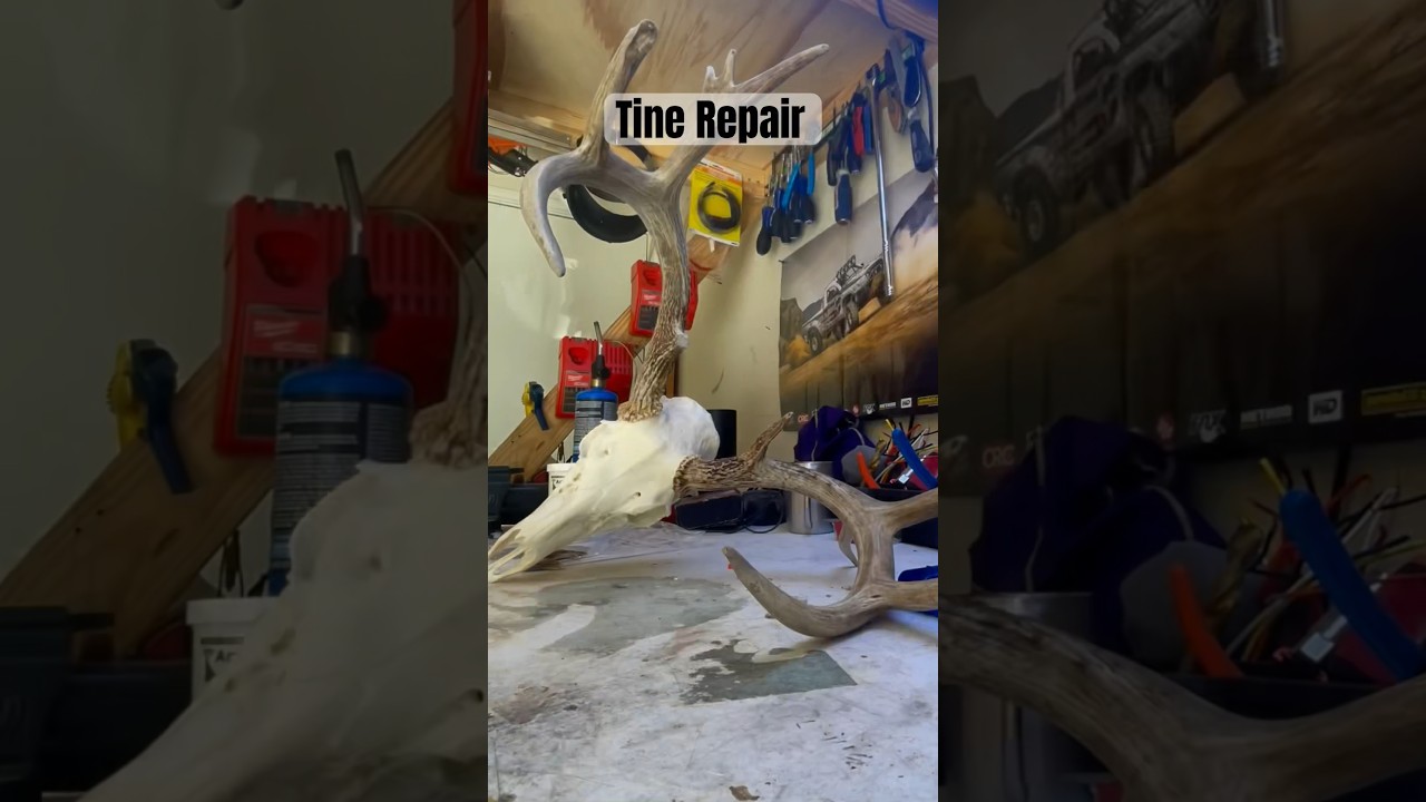 Tine Repair Pt. 1: Replacement Tine #taxidermy #aldensantlers