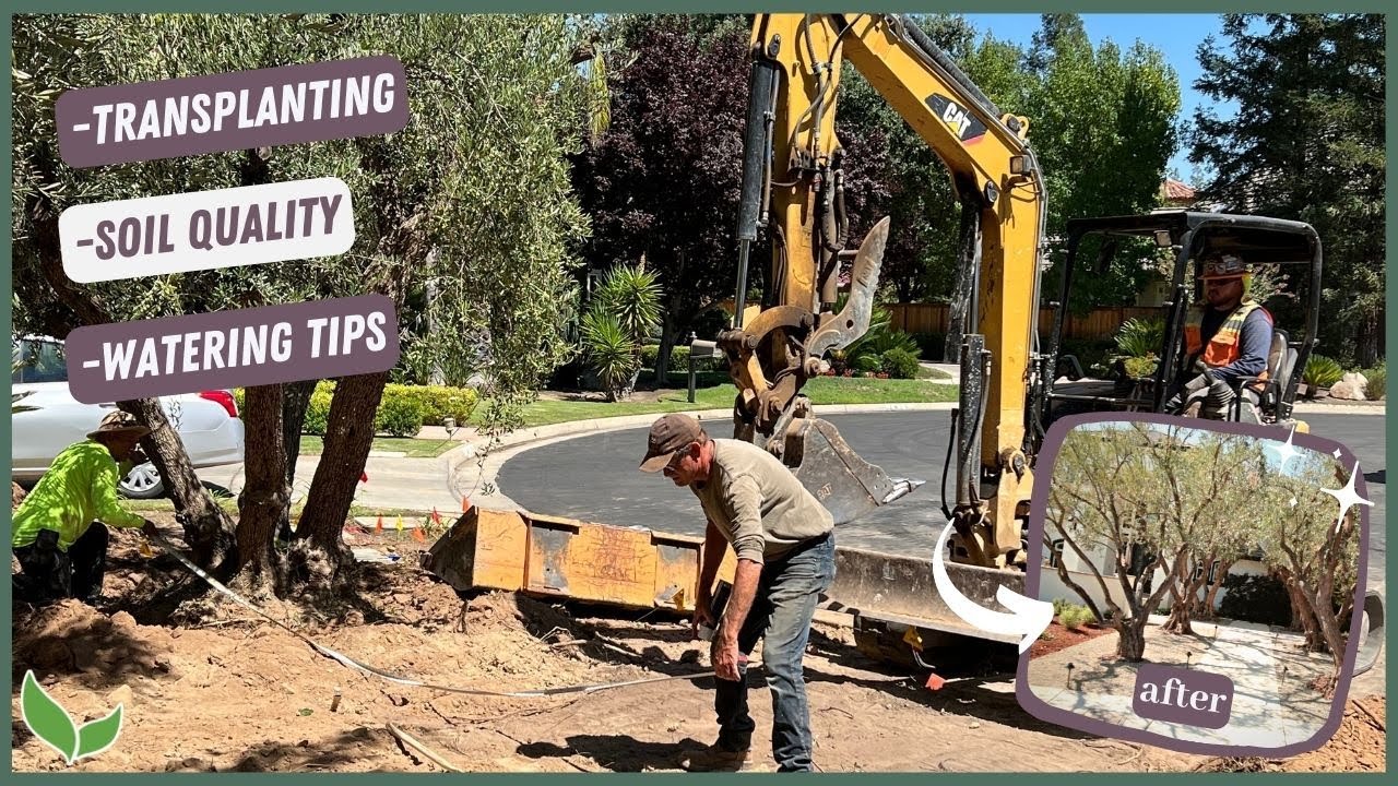 No Grass Front Yard Ideas | Drought Tolerant Landscaping Tips (Professional Landscape Designer)