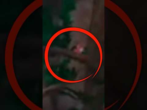 is PBBV Real? #gorillatag