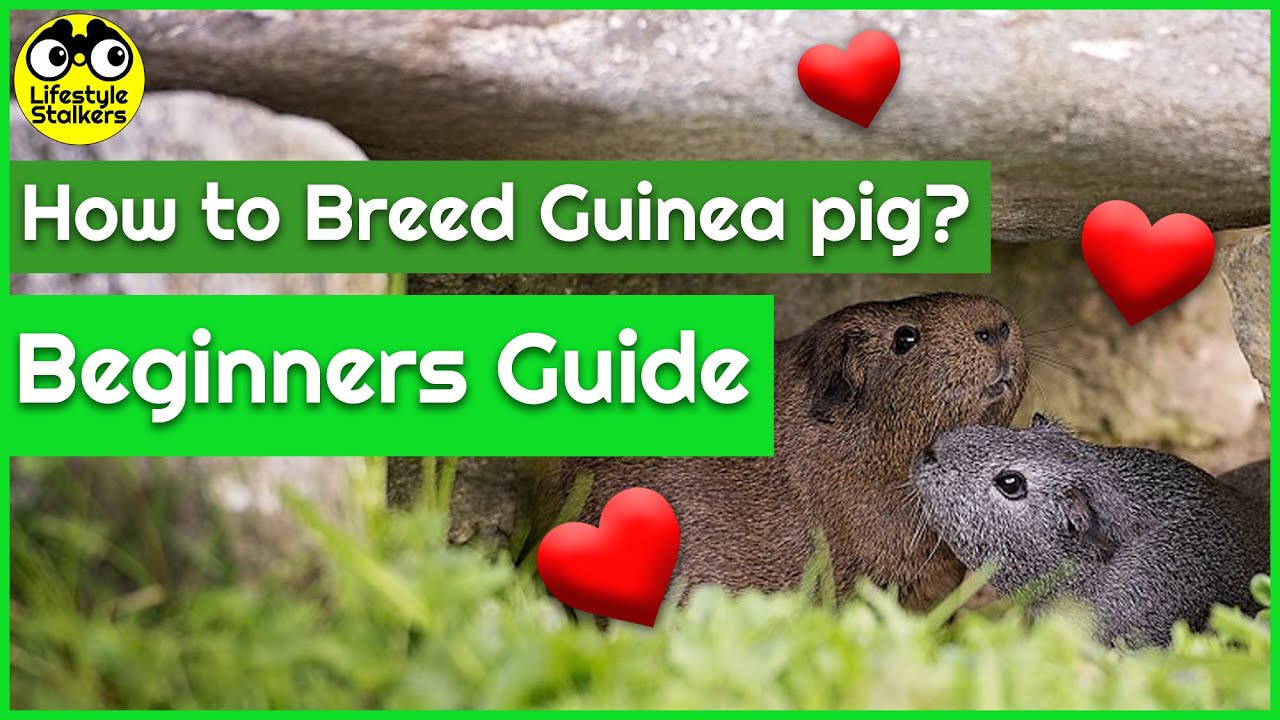 How to Breed Guinea Pigs (Beginner)