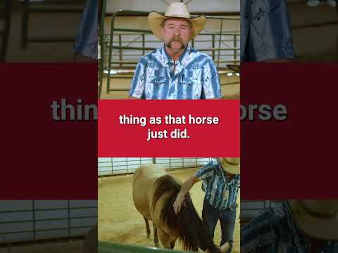 What is Equine Therapy?