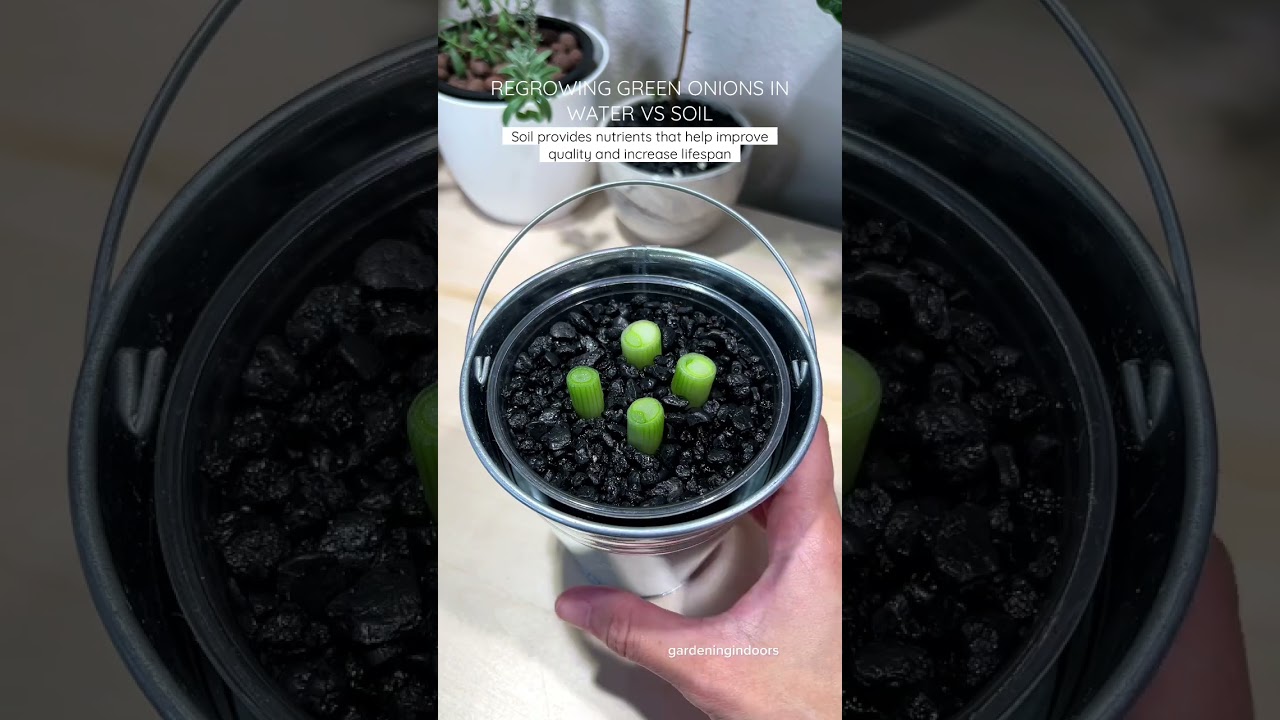 Regrowing Green Onions in Water vs Soil