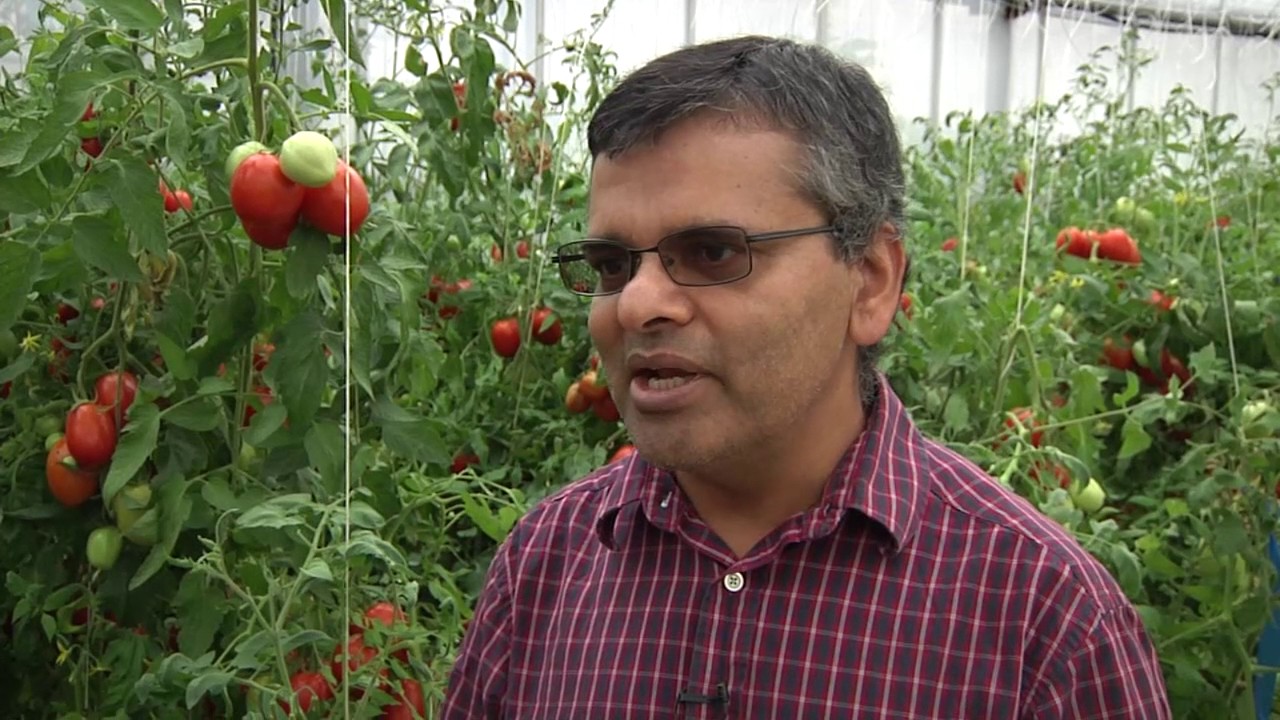 Scientist Uses Advanced Techniques to Speed Tomato Breeding
