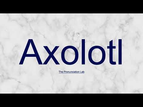 Axolotl Pronunciation: Axolotl Mastered — Can You Say Axolotl Without a Mistake?