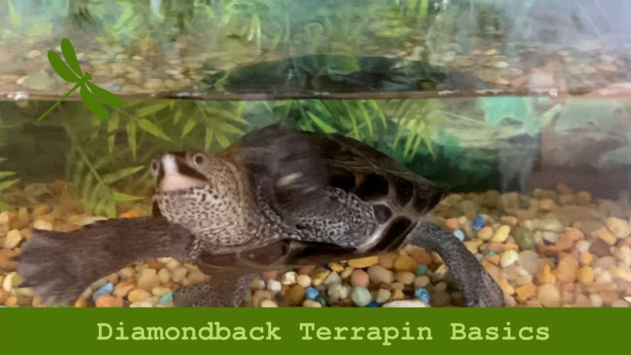 Diamondback Terrapin Basics