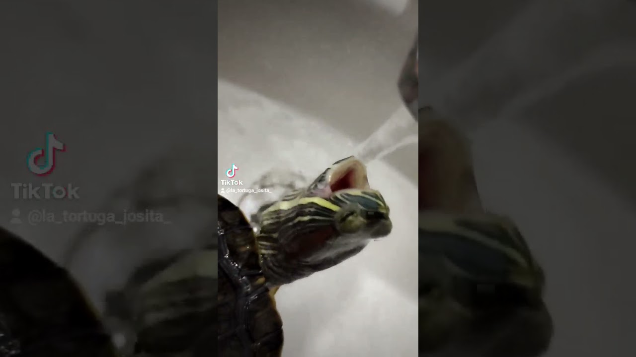 Turtle drinking water