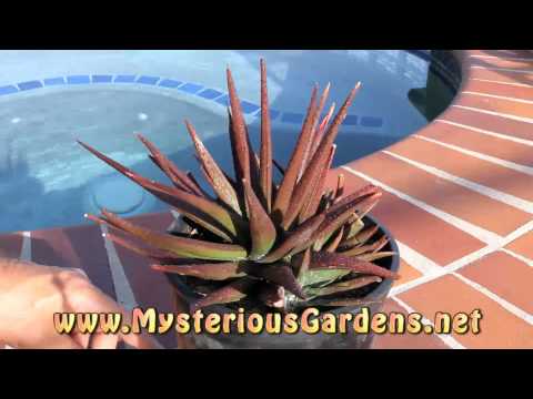 GasterAloe Midnite - Kelly Griffin Hybrid - Mysterious Gardens