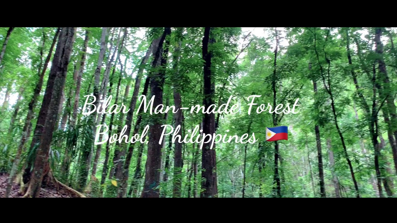 BILAR MAN-MADE FOREST, BOHOL|Xhiia Cardinio