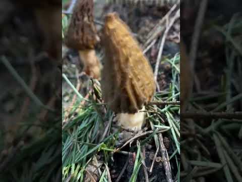 Where to Find Morel Mushrooms This Season 🍄🗺️