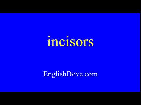 How to pronounce incisors in American English.
