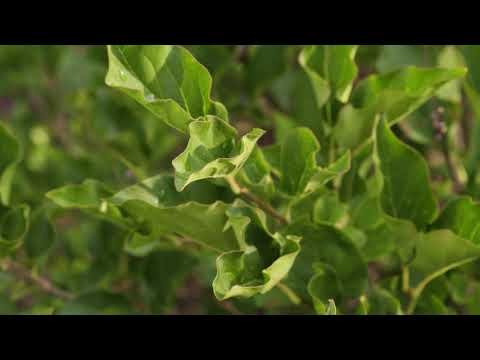 Syringa pubescens subsp patula ‘Miss Kim’ - Miss Kim Manchurian Lilac