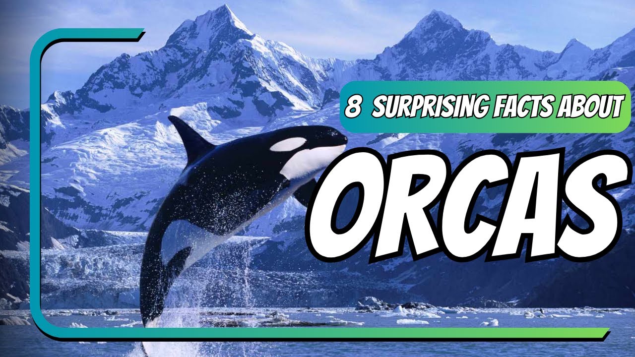 8 Surprising Facts About Orcas