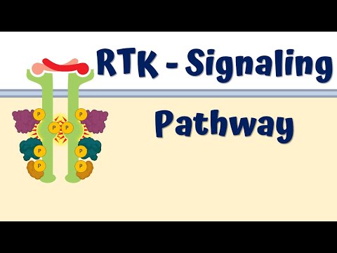 RTK Signaling Pathway || 4K animation video