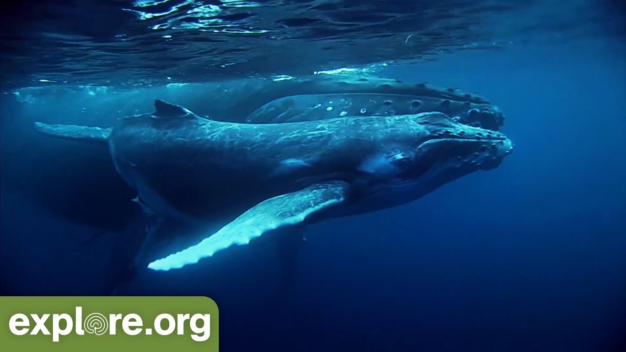 Happy World Oceans Day!