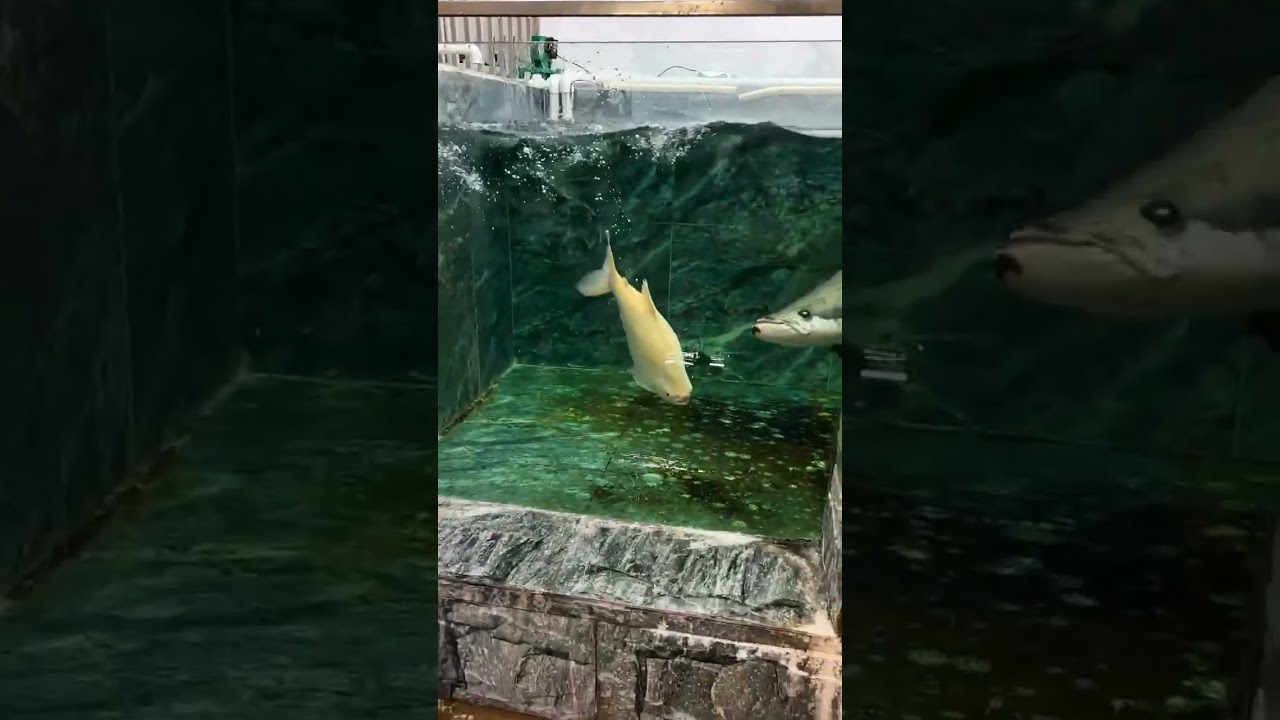 Can the giant mouth of the Arapaima swallow it whole?#Arapaima #AmazonPredator #FishKeepingDiary