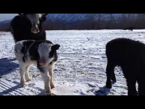 Springtime On The Ranch | Alaska Yaks at Circle F Ranch