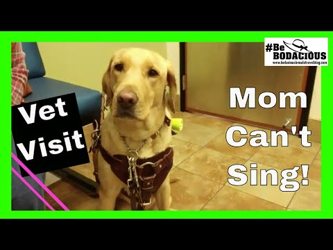 Service Dog Vet Visit | Banfield Wellness Plan vs Embrace Pet Insurance