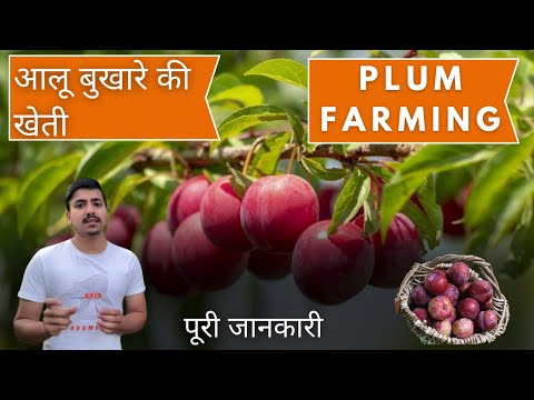 Plum Plant - Wholesale Price & Mandi Rate for Plum Tree in India