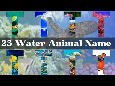 26 Water Animal whose names start with Letter โTโ | Water Animal Vocabulary-Part 19 | Sea Animals