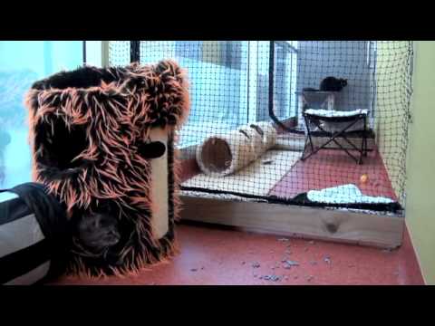 Sydney Animal Hospital