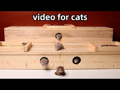 Cat TV🐭rat videos for cats to watch🐭cat games