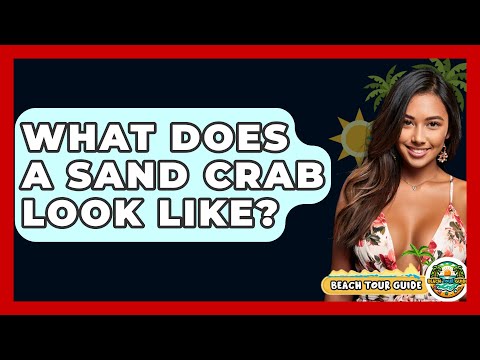 What Does A Sand Crab Look Like? - Beach Tour Guide