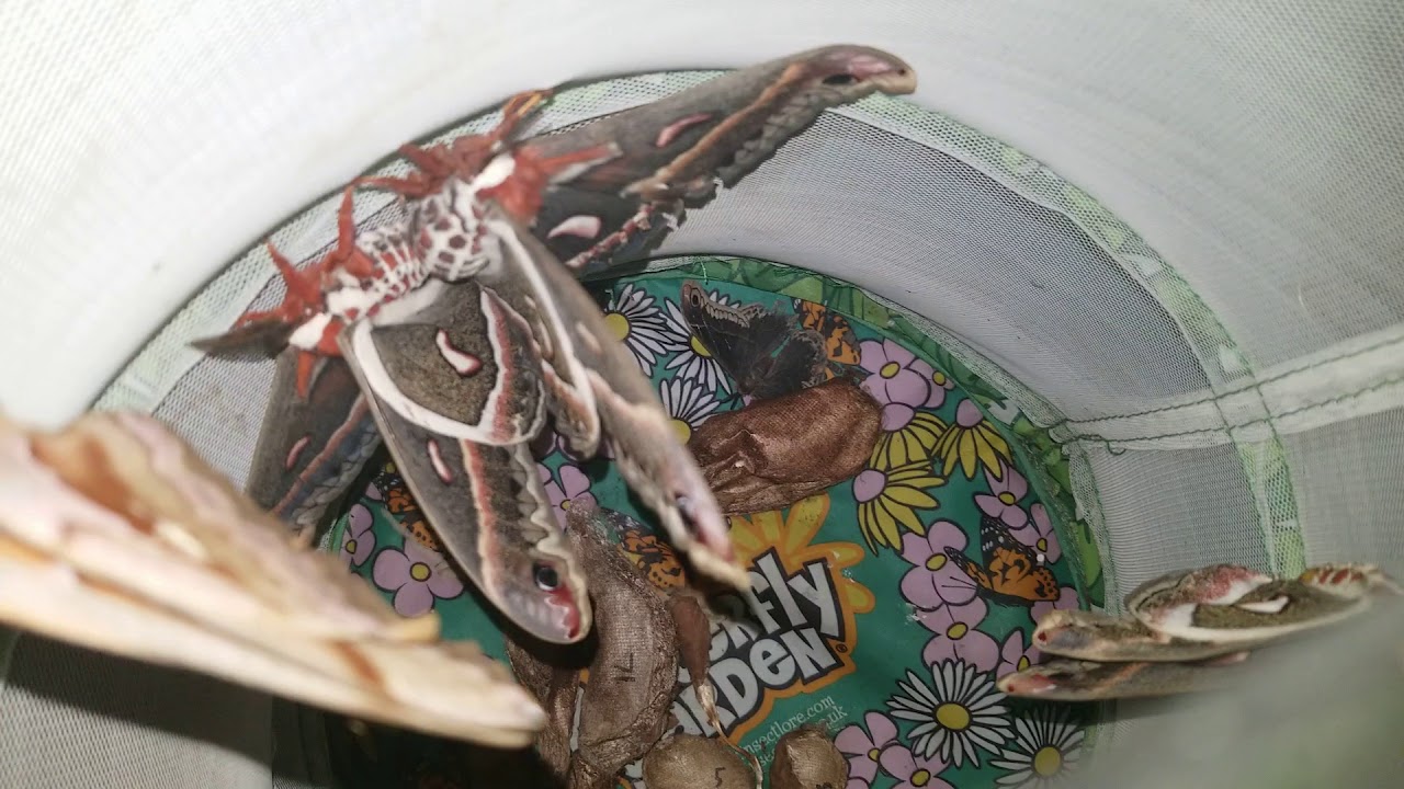 Cecropia Moth Mating Pair