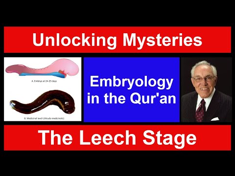 Dr. Keith L. Moore describes the ‘Alaqah (leech-like) stage of Human ...