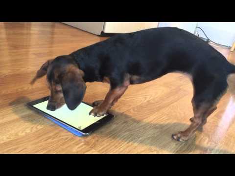 Hilarious video shows dog going crazy while playing his favourite iPad ...