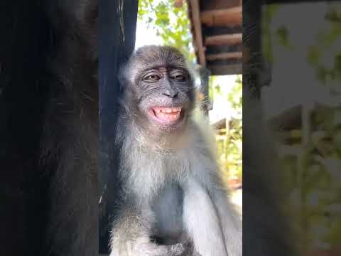 Crazy Monkey look at the facial expression #shorts #funny #tiktok #memes #monkey #funnymonkey