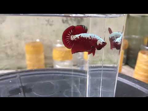 Red Samurai HMPK Betta | Siamese Fighting Fish by BettaBoy