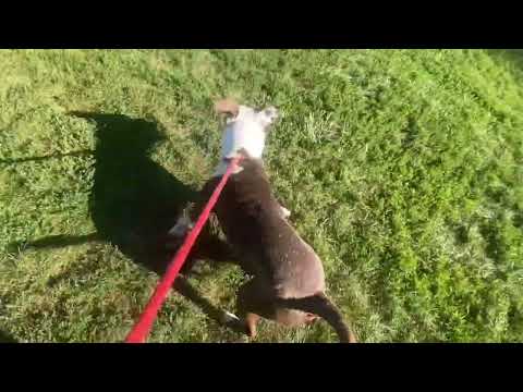 Gertie and Opa leash test (9/7/24)